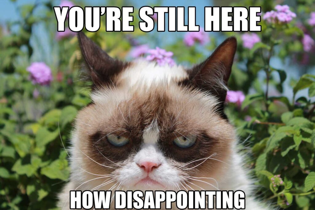 GrumpyCat.meme