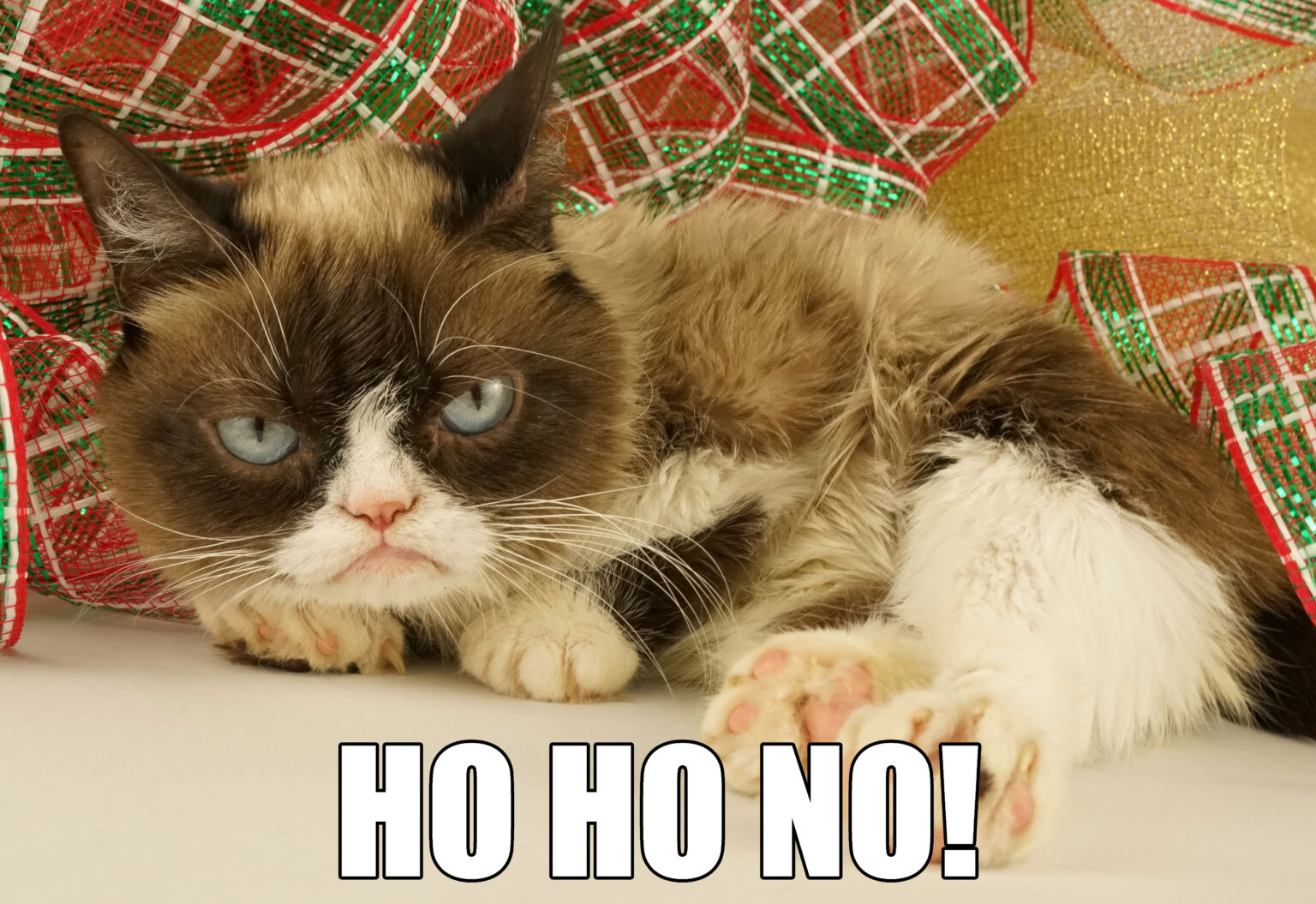 GrumpyCat.meme