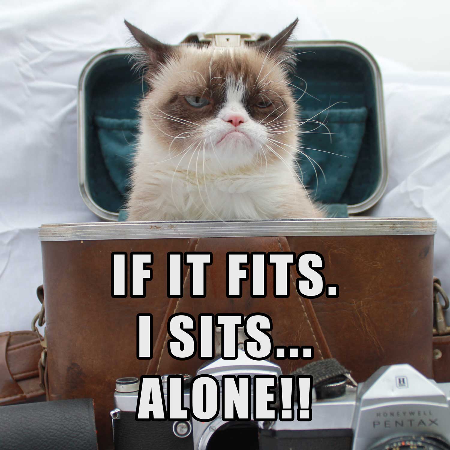 Grumpycatmeme